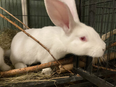 Tips for Healthy Rabbit Teeth - Countryside